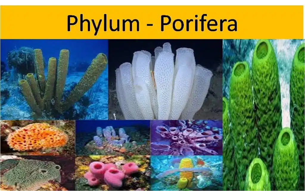 Phylum Porifera Sponges Are Phylum Porifera, Or "pore Bearers".