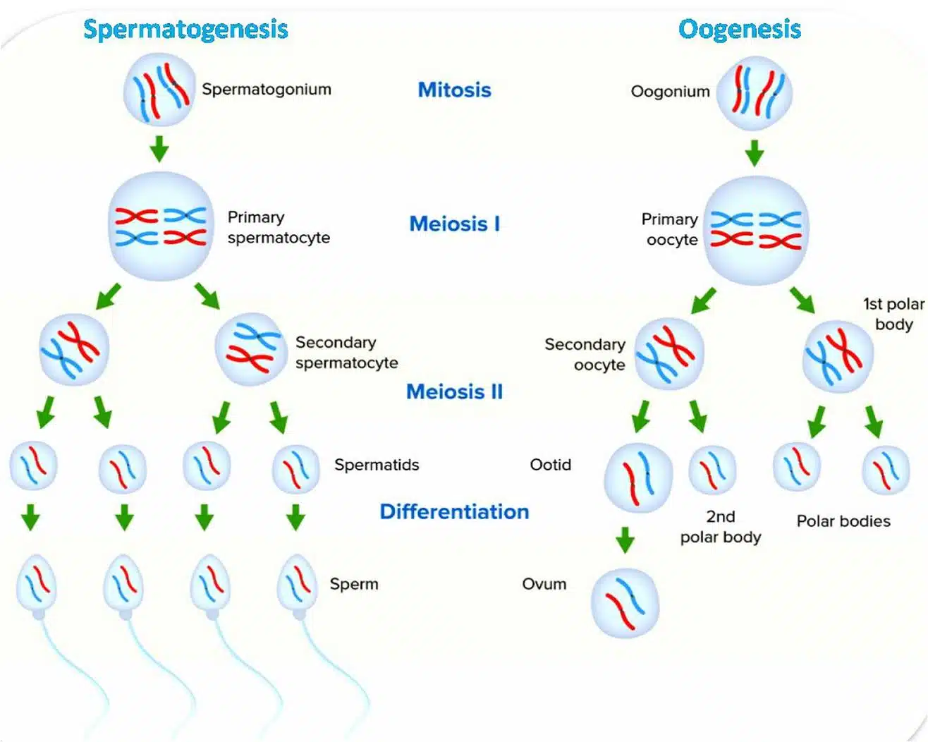 433c Gametogenesis Spermatogenesis And Oogenesis