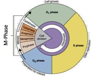 LAC CULTURE : Life Cycle Of Laccifer Lacca