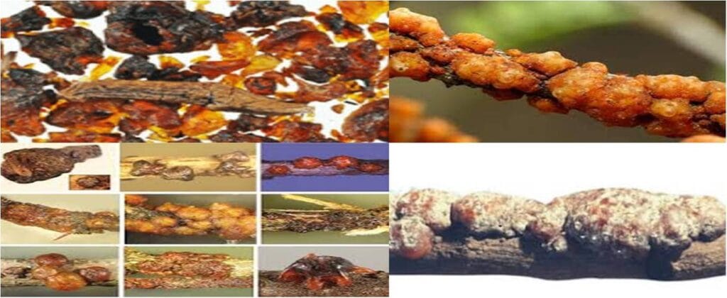 LAC CULTURE : Life Cycle Of Laccifer Lacca