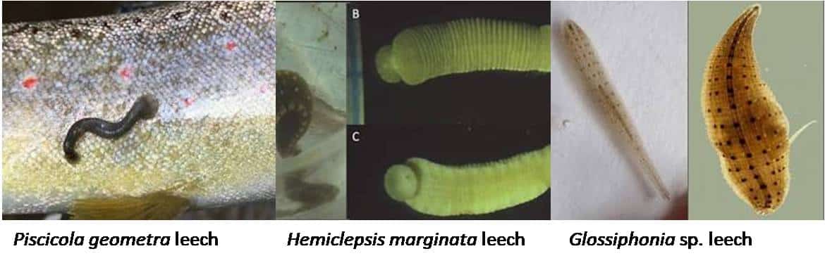 Fish Diseases And Treatment
