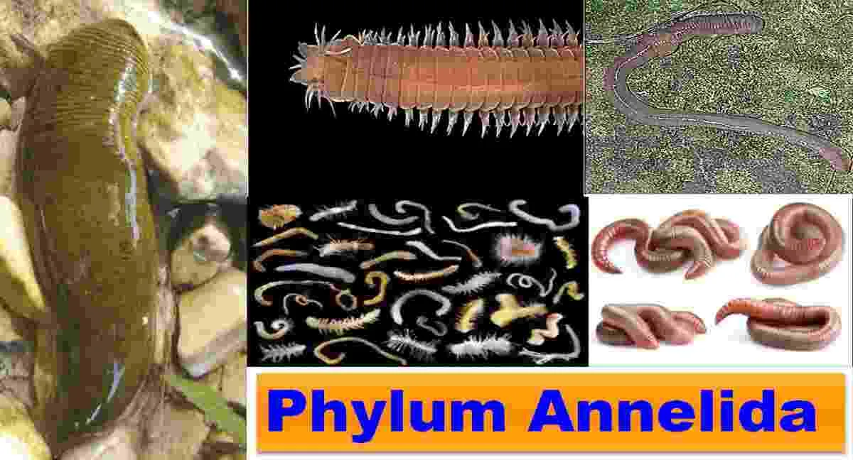 Phylum Annelida Examples Nereis Wikipedia