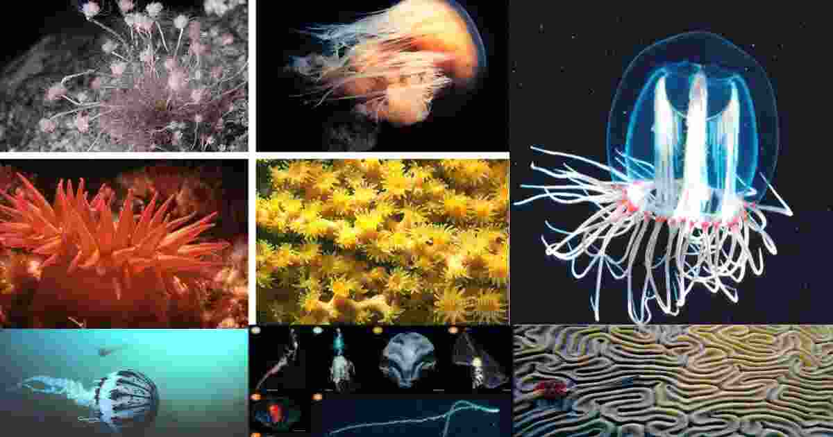 Phylum Cnidaria Character, Classification - Zoology Library