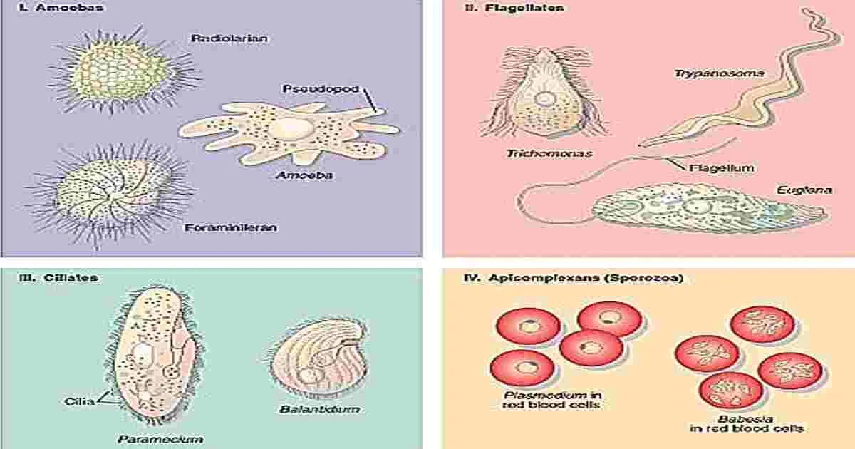 Classification Of Protozoa