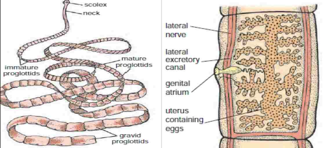 Taenia Solium: Morphology