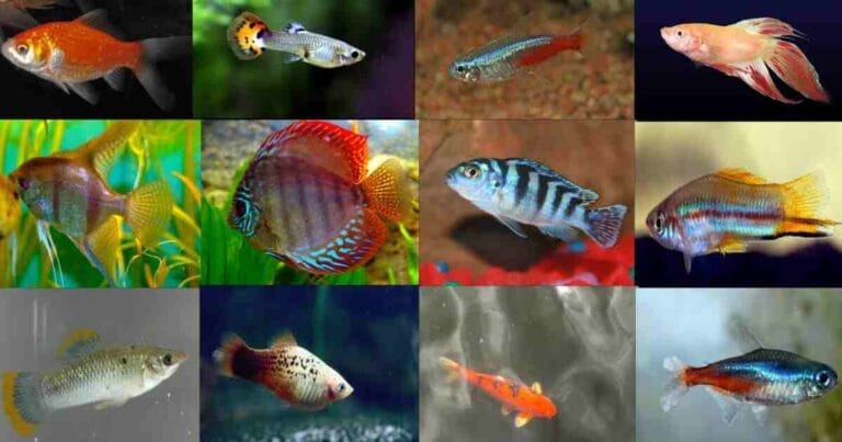 Morphometric And Meristic Measurements And Counts Used For The Fishes