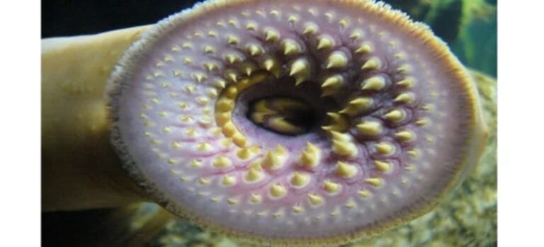 Agnatha : General Characteristics And Classification