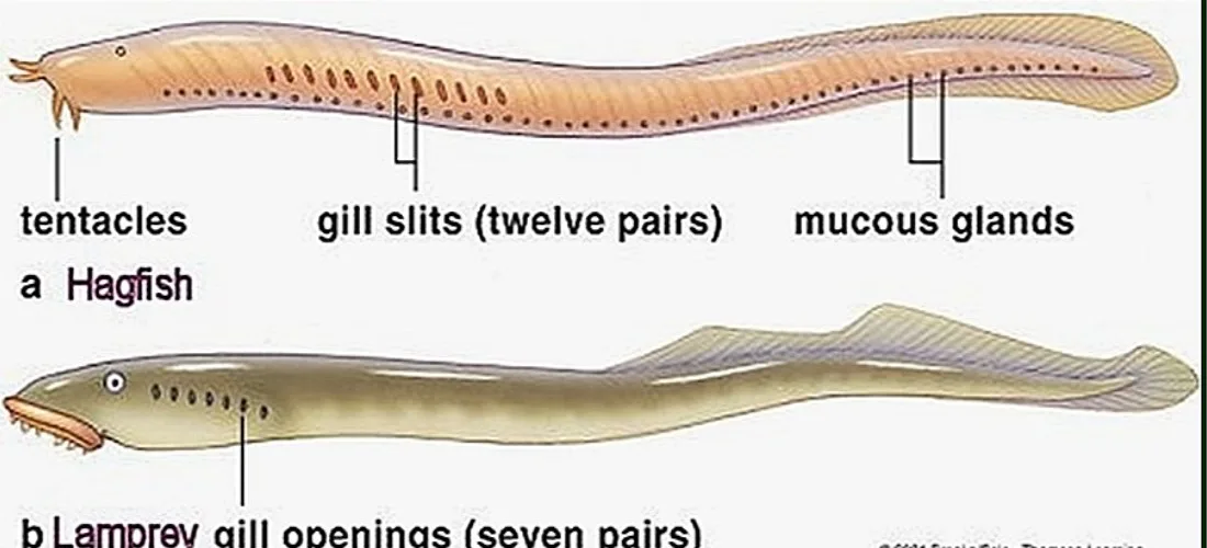 Class Cyclostomata Lamprey