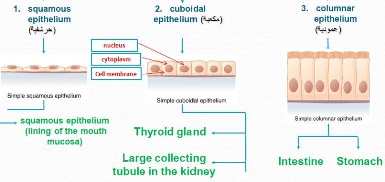Animal Tissue: Structure, Types And Functions