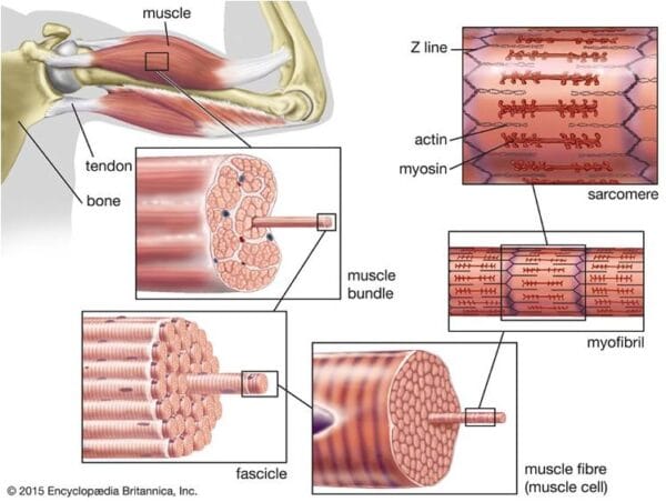 Animal Tissue: Structure, Types And Functions