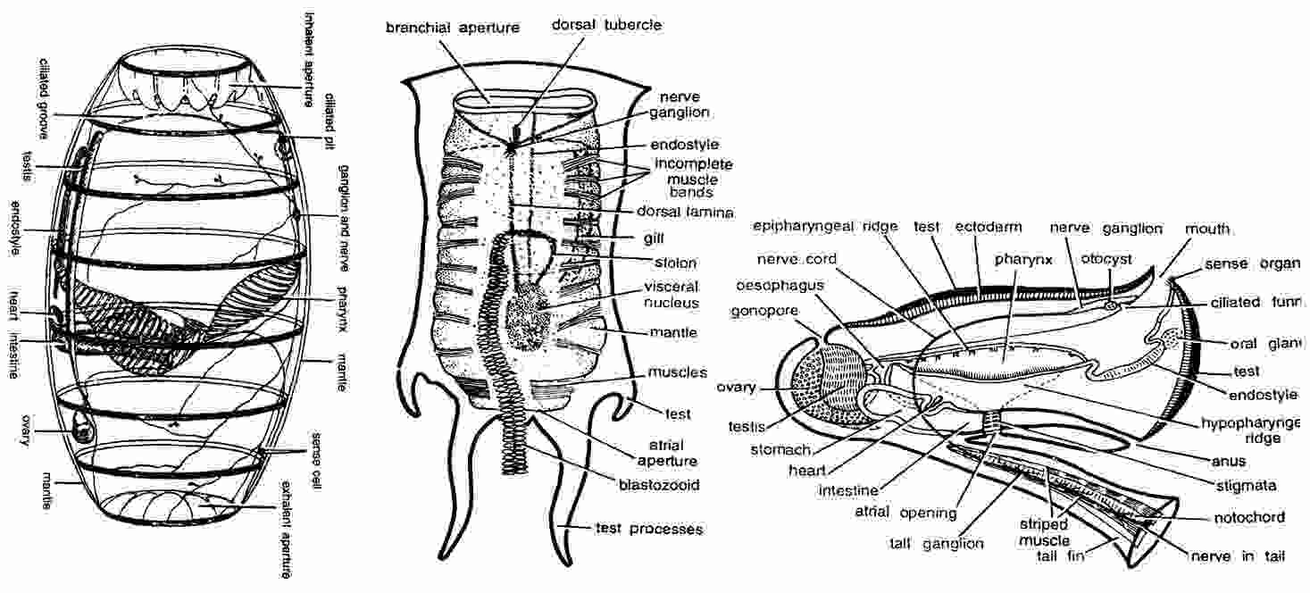 Protochordata: Characters And Classification With Examples