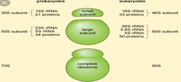 Ribosomes: Structure And Functions